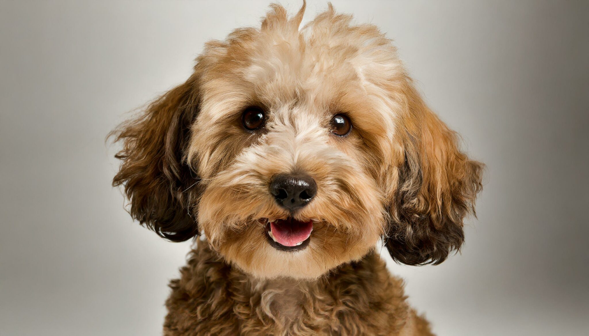 Doxiepoo - homepetguide.com