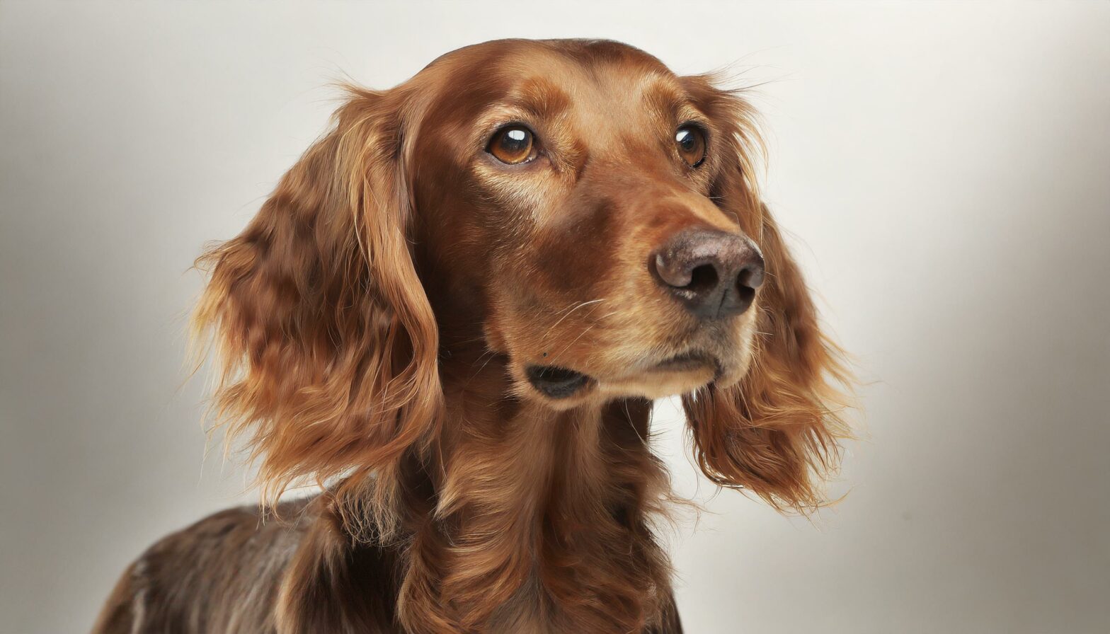 English Setter Breed Profile - homepetguide.com