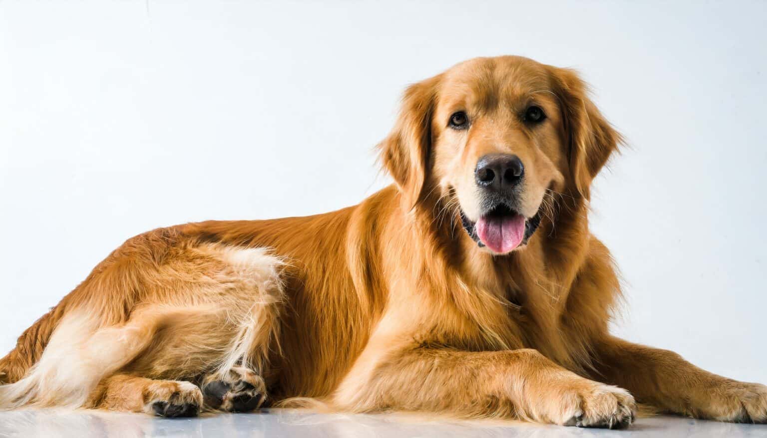 Golden Retriever Breed Profile - homepetguide.com