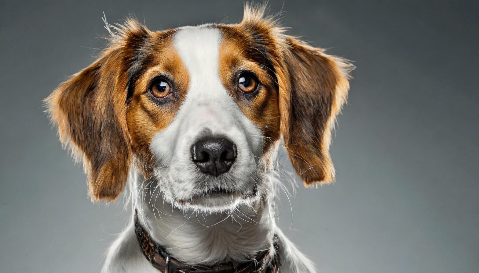 Jackabee Breed Profile - homepetguide.com
