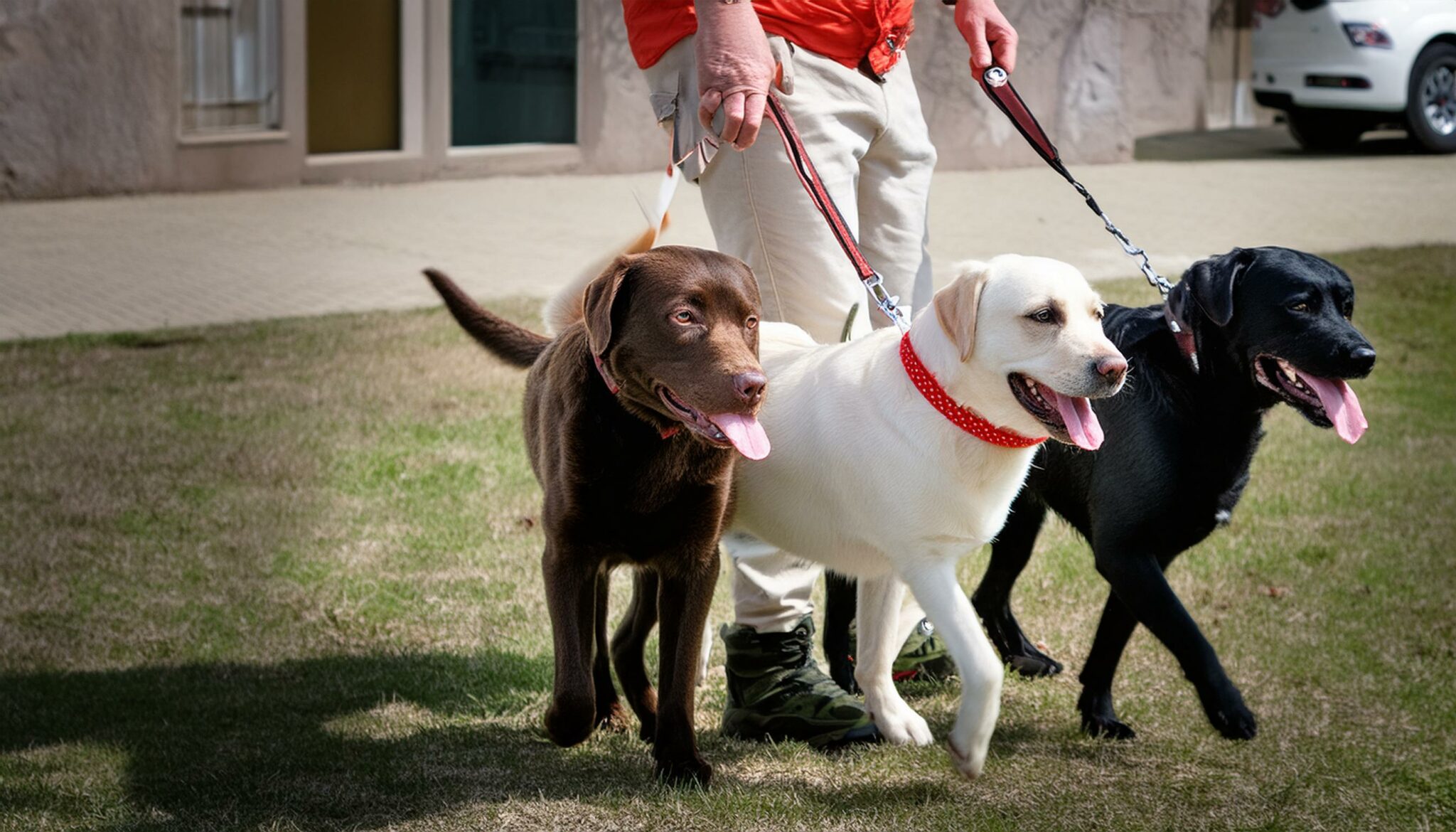 How long do Labradors last? - homepetguide.com
